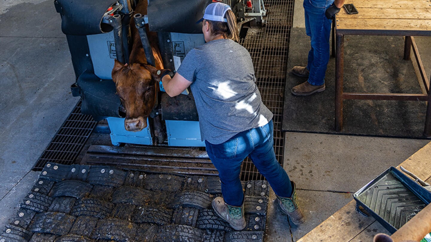 Elanco Animal Health Shares Updates On Cattle Implant Portfolio