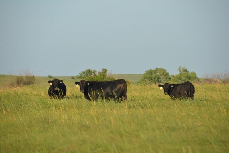 4 Strategies For Preventing Fog Fever - Drovers