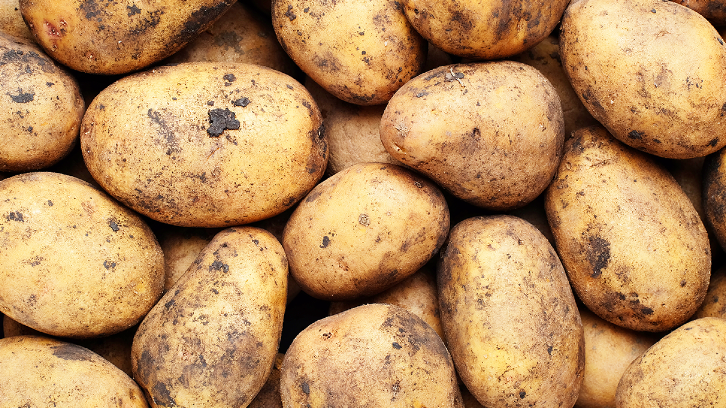 USDA appoints 11 to National Potato Promotion Board - The Packer