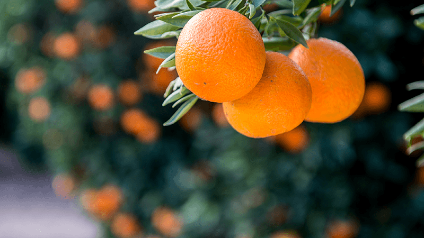South Africa citrus exports enjoy record year - The Packer - Fruit and ...