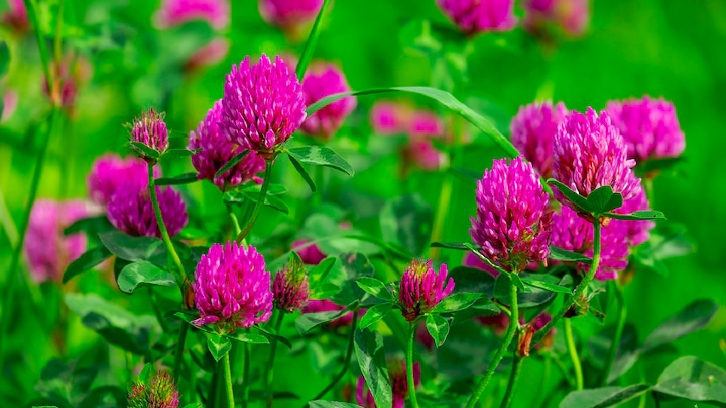 The Basics of Frost Seeding Clover - Drovers