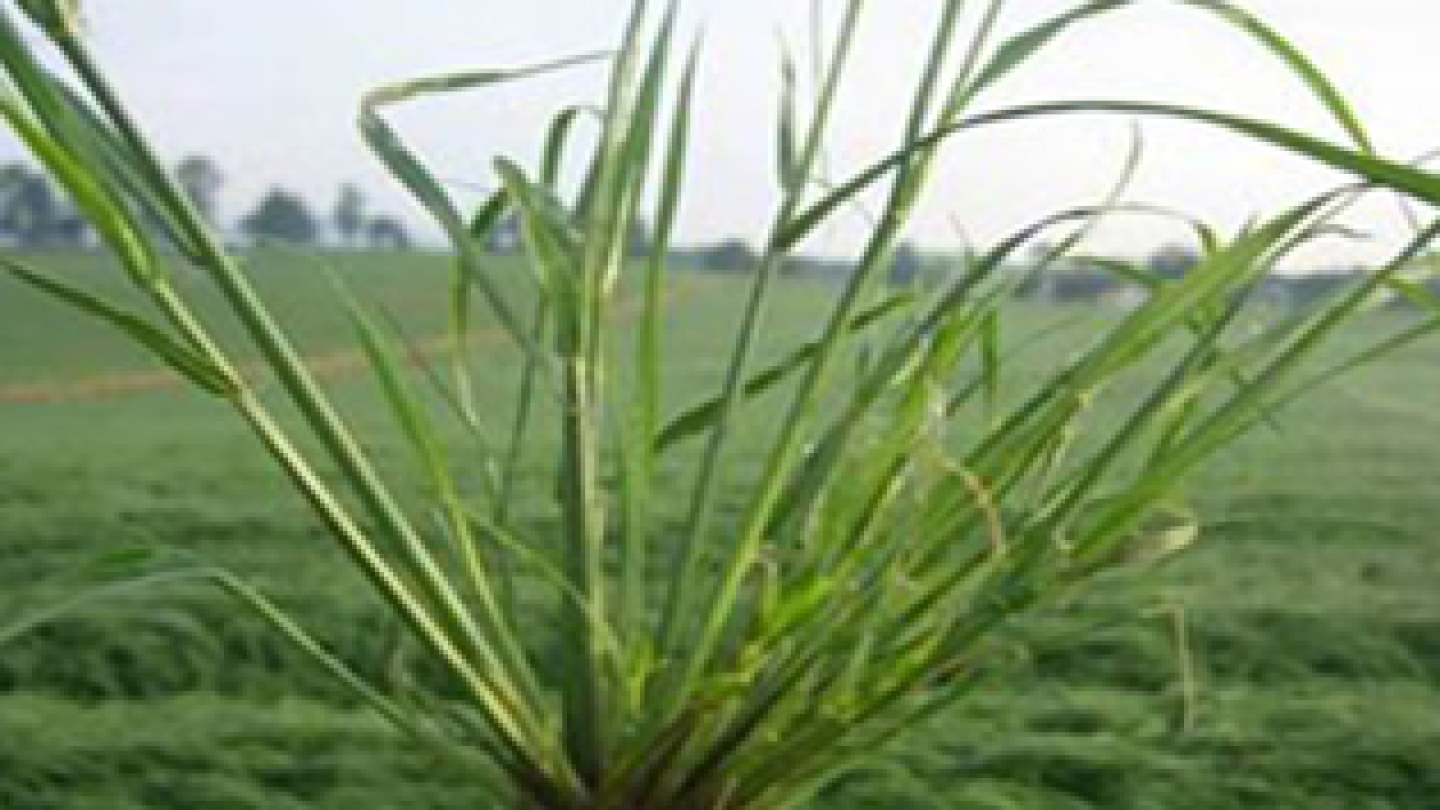 Growing Teff Grass - AgWeb