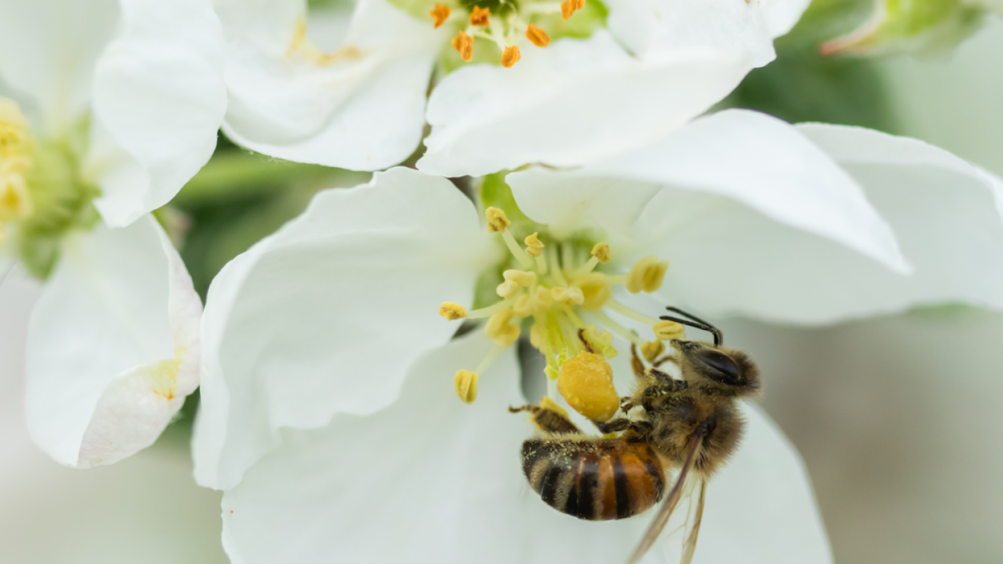 BeeHero deploys research stations to provide users real-time data - The ...