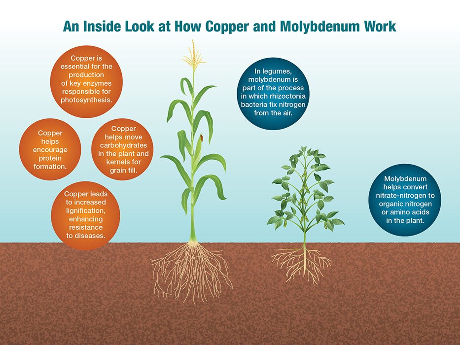 corm plants function
