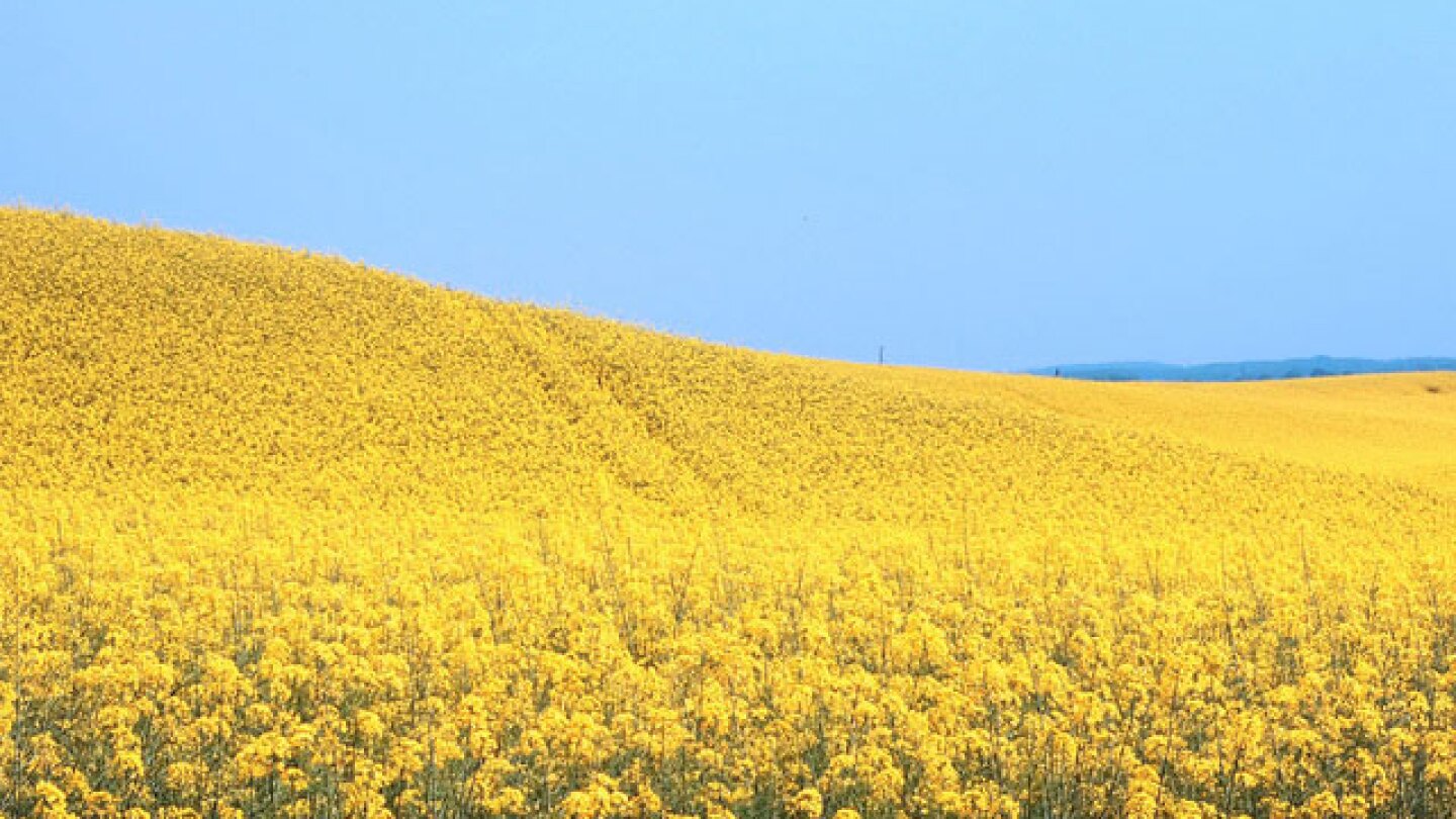 China Buying Canadian Canola Again - AgWeb