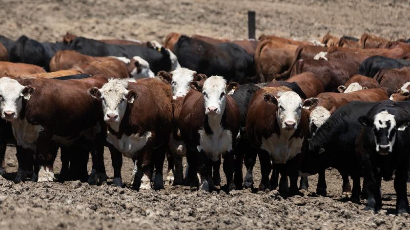 Cash Cattle Firm, Futures Tumble to Seven Week Low - Drovers