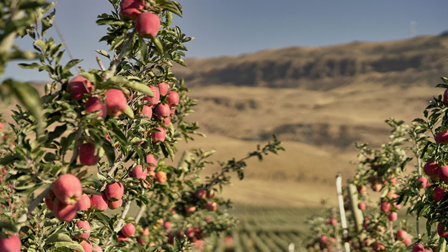 USDA: Apple production rises, cranberry crop down - The Packer