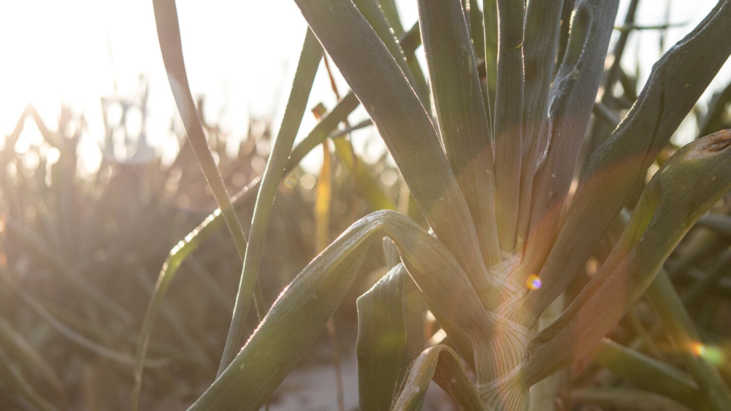 Bland Farms CEO optimistic in face of challenges ahead of 2022 Vidalia ...