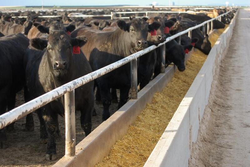 Continuing Coverage: Cattle Market Dynamics and Packer Investigation ...