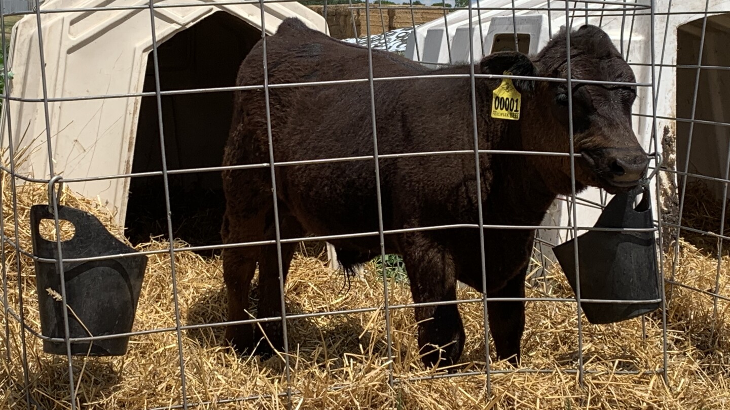 Beef Embryo Transplants Offer Potential Over Dairy/Beef Crossbreds