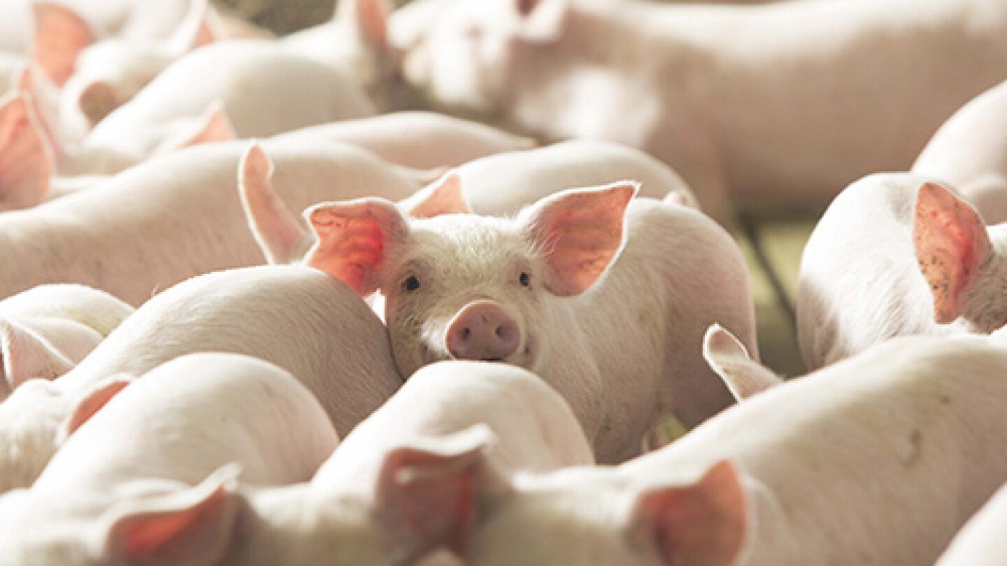 Herd Testing Protocols: Where? How? And When to Change? - Pork Business