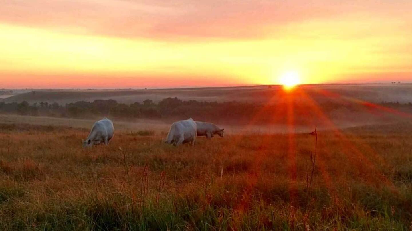 Galen and Lori Fink Named Kansas 2024 Stockman of the Year - Drovers