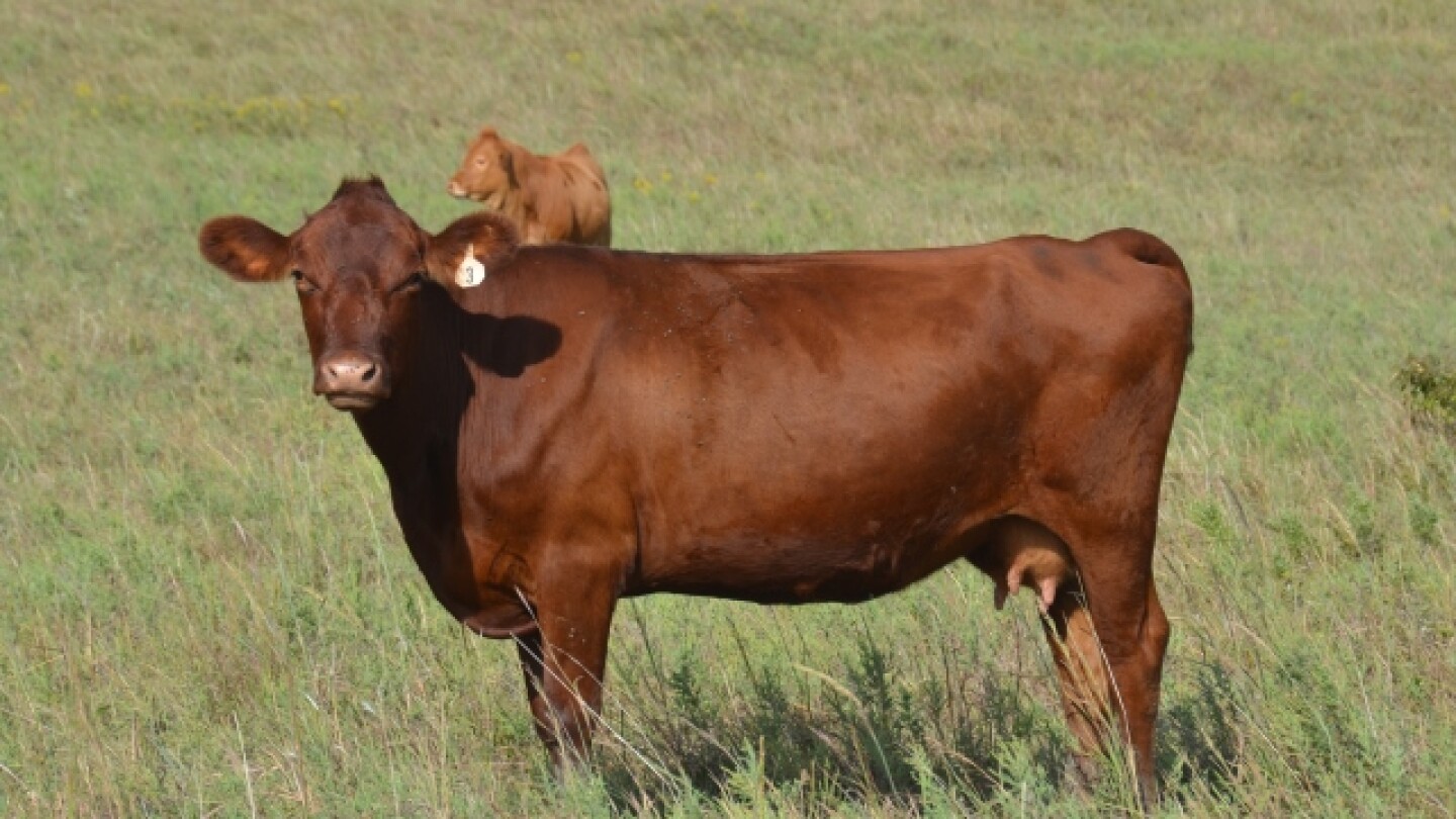 Re-Breeding Your Open Cows to Add Value