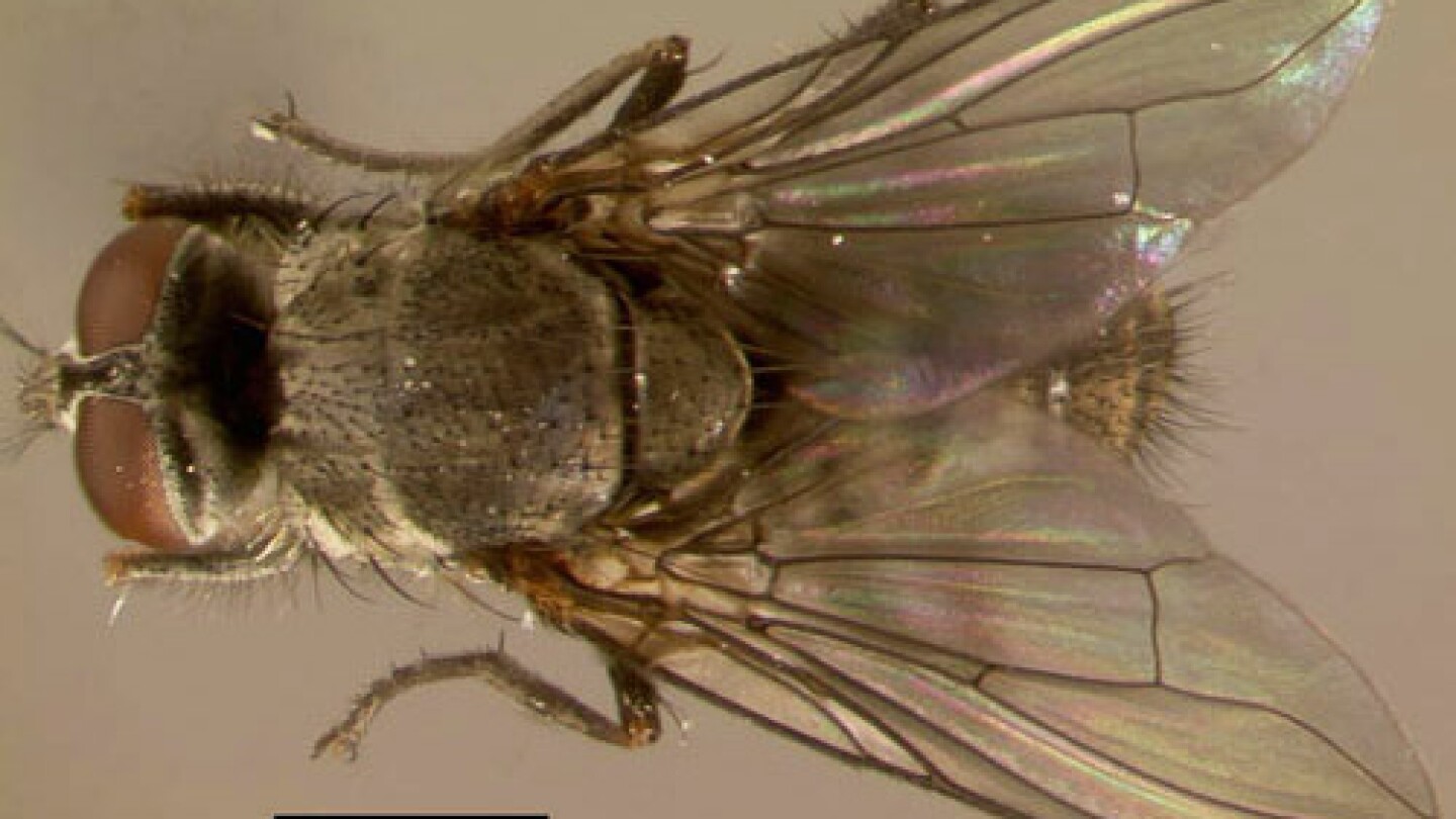 Companies Partner to Launch Single-Application Horn Fly Control Bolus ...