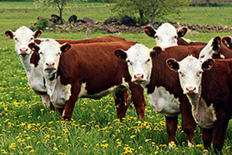 hereford cattle genetics
