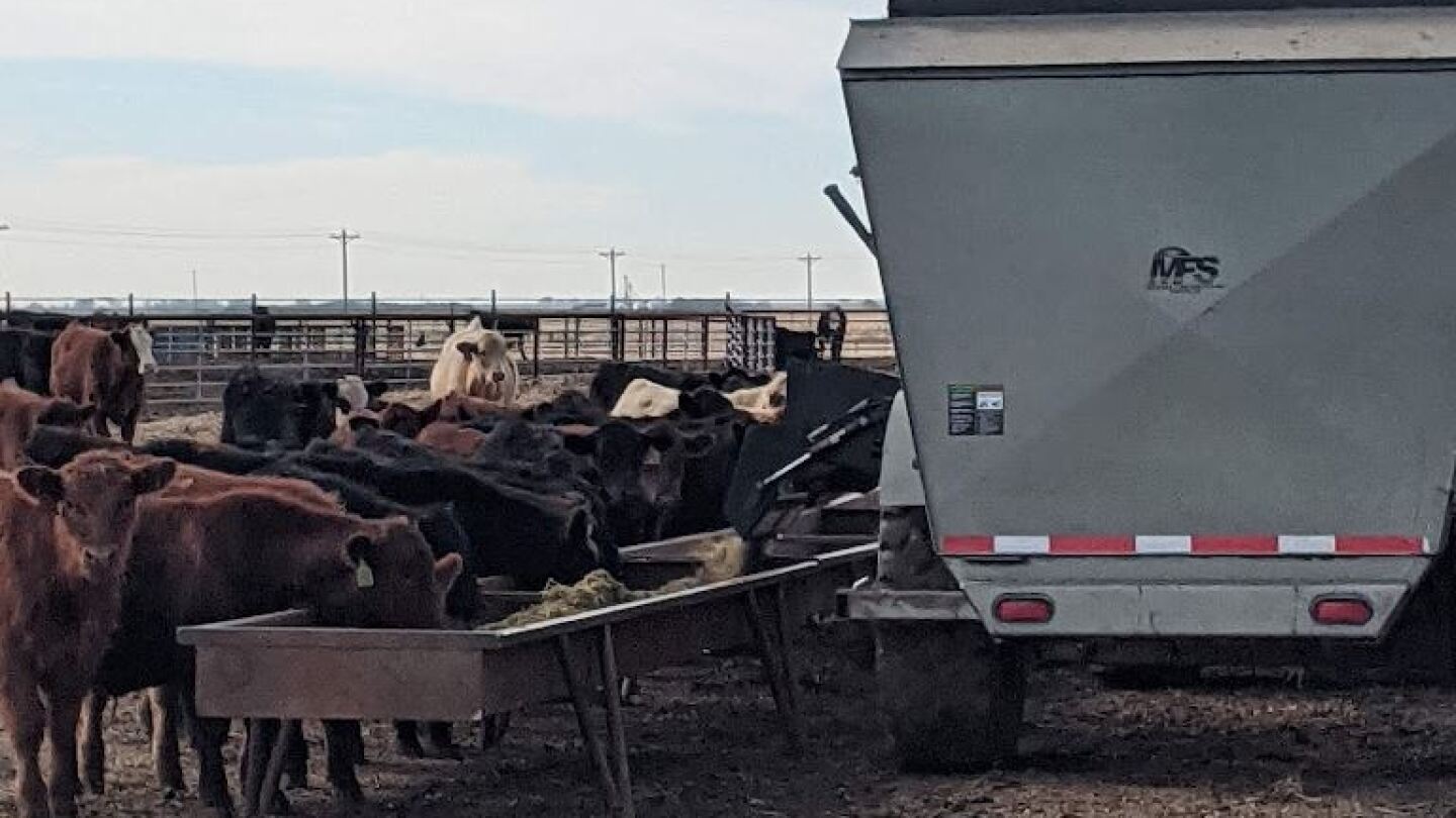 Could BRD Cases Decline In High-Risk Cattle With Delayed Vaccination ...