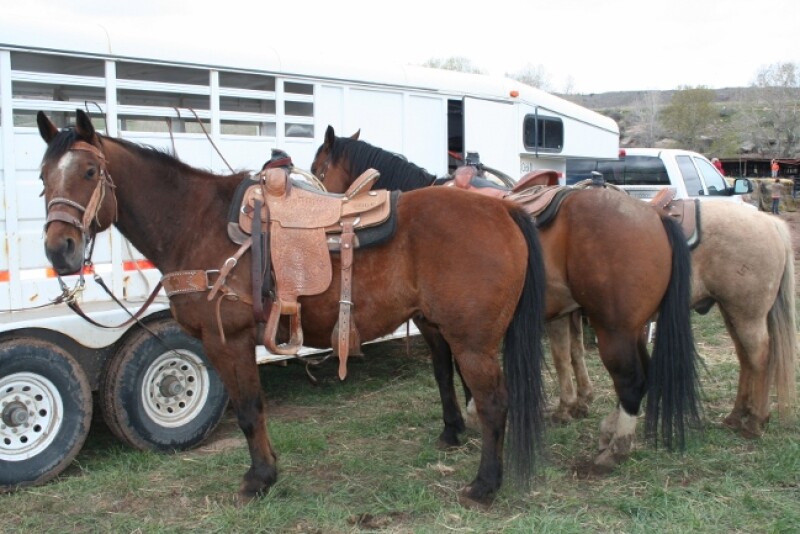 Equine Herpesvirus Cases Continue to Climb After Outbreak in Texas ...