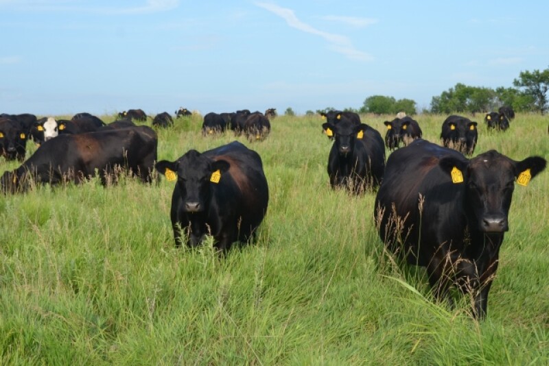 BeefTalk: Sustainable Soil and Integrated Beef Systems - The Packer