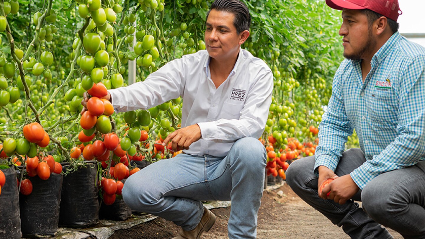 Vegetable breeder says new tomato varieties bring high resistance to ...