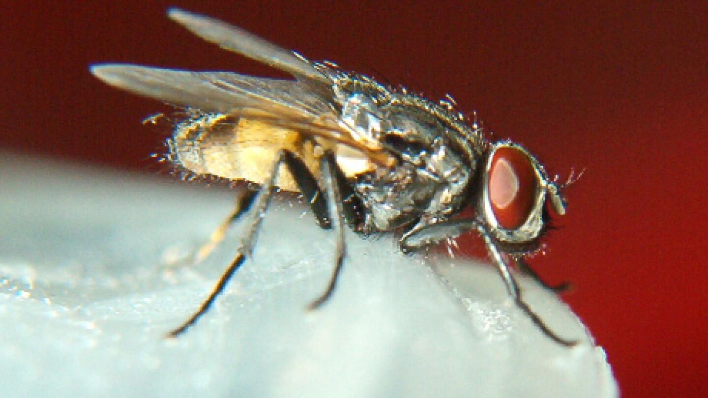 Improve Performance with Effective Fly Control for Cattle - Bovine Vet