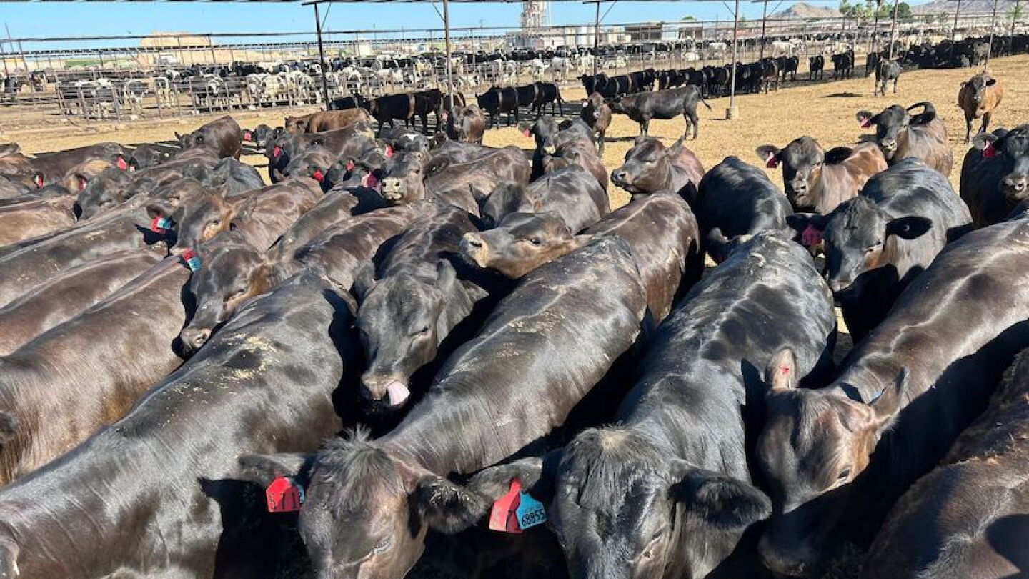 Rapidly Growing Beef-on-Dairy Segment Holds Promise for All ...