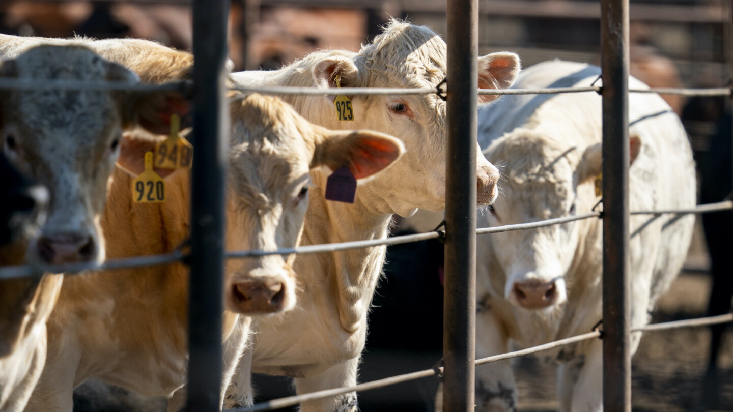 Cattle Prices Near Record Levels to Finish 2024 - Drovers
