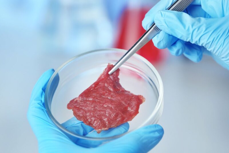 Pig Fat Cell Production Could Transform Lab-Grown Meat - Pork Business