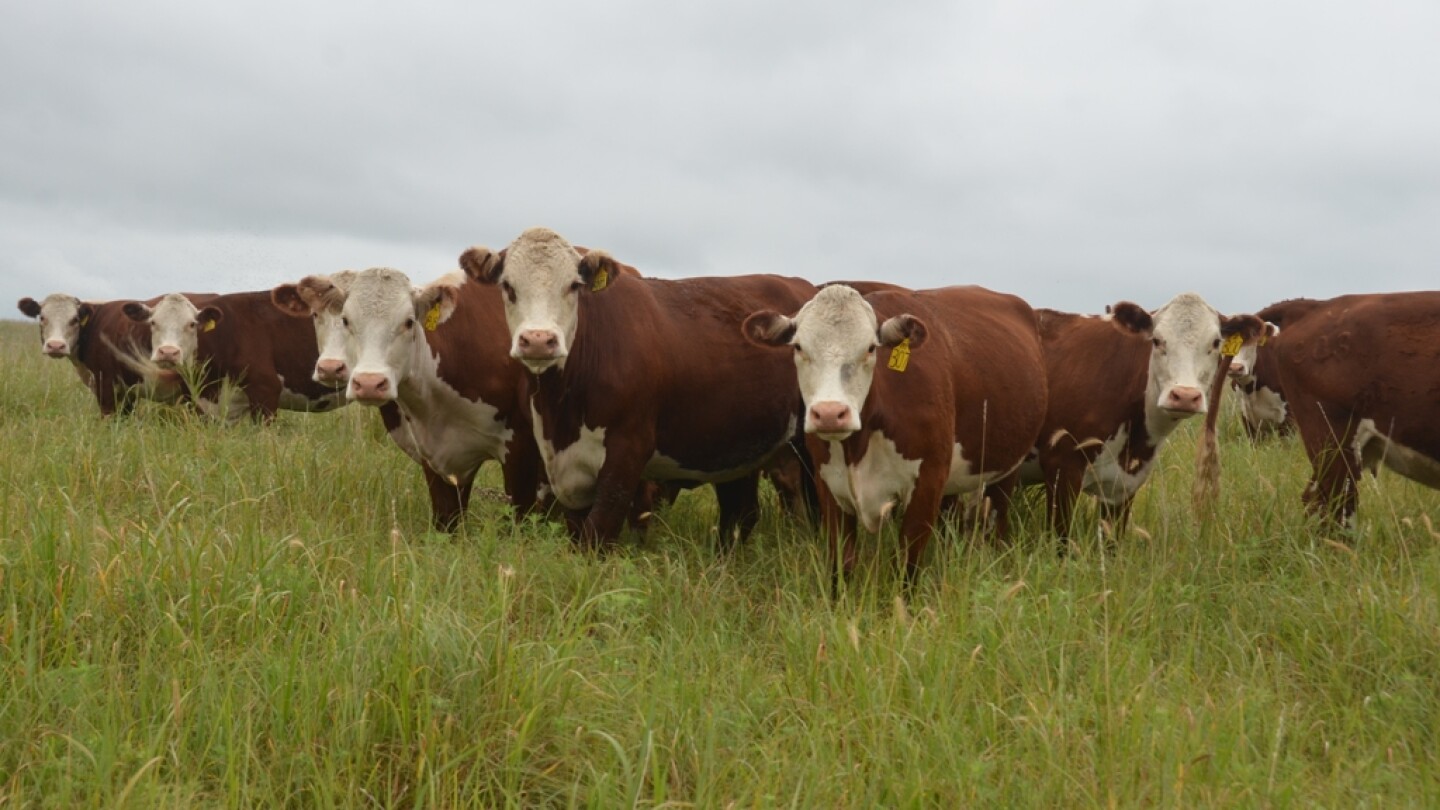 Missouri Cattle Producer Is On Alert For Symptoms of Grass Tetany ...