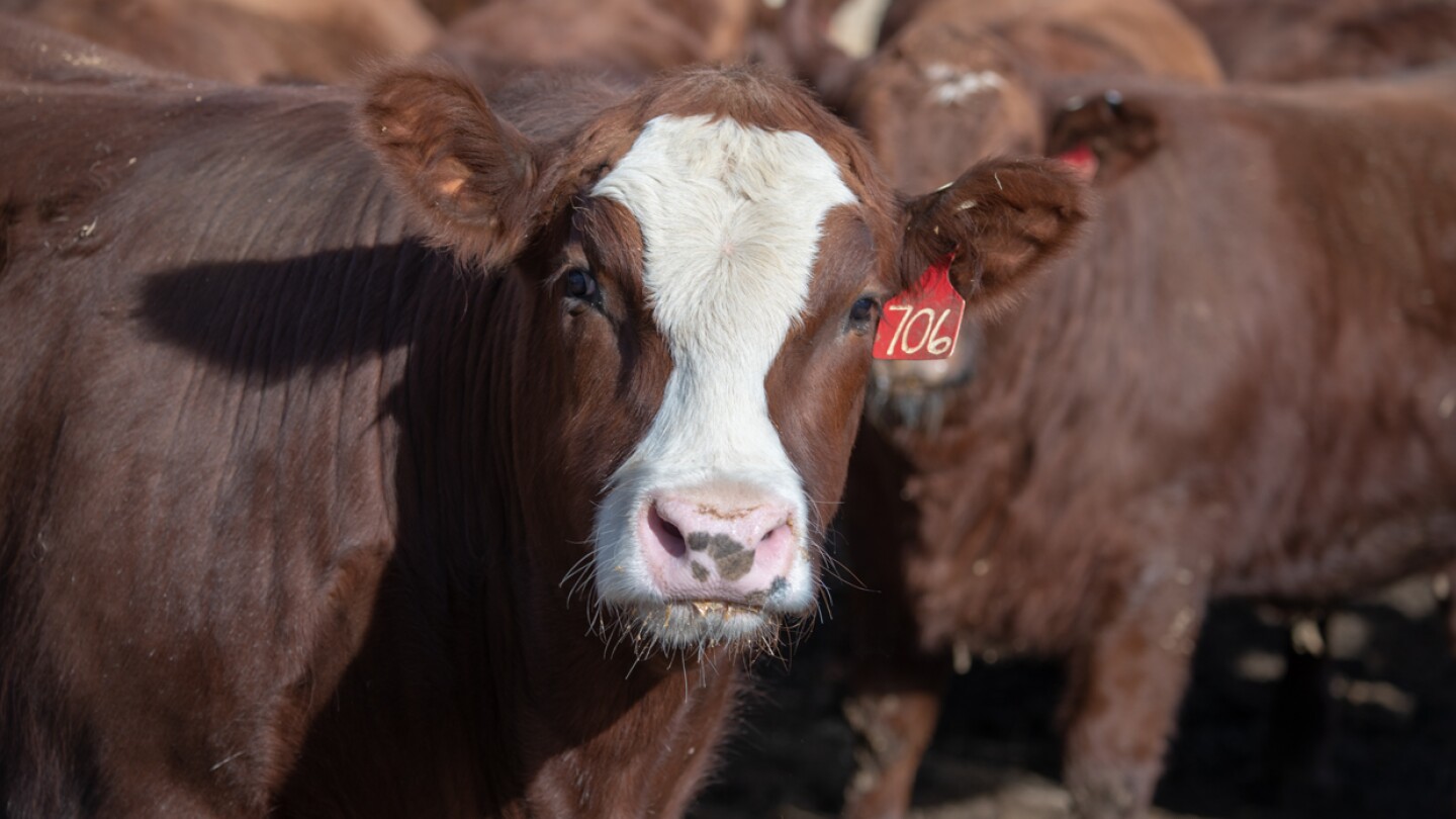 Northern Trade Higher, South In A Standoff - Drovers