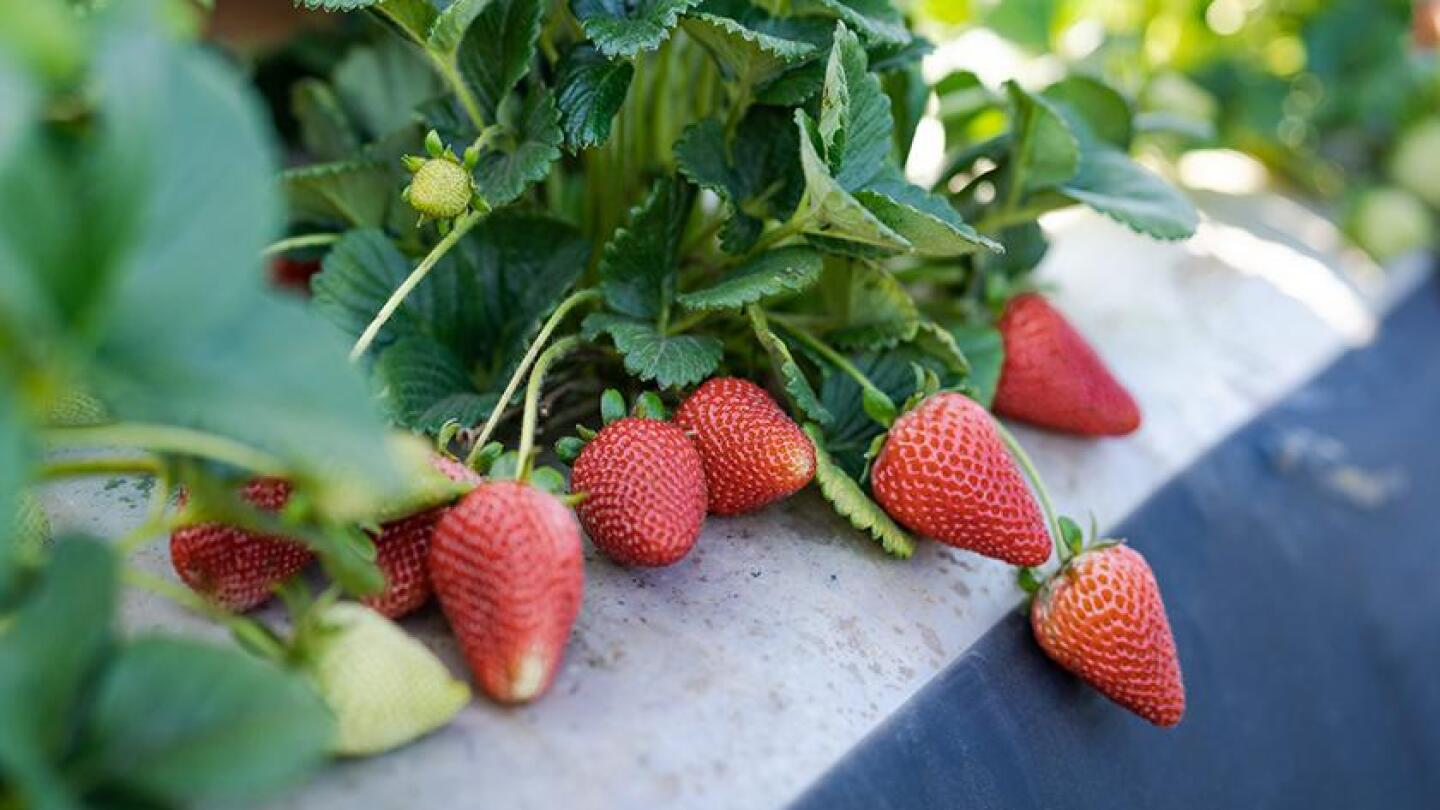 California Giant Berry Farms appoints director of sustainability - The ...