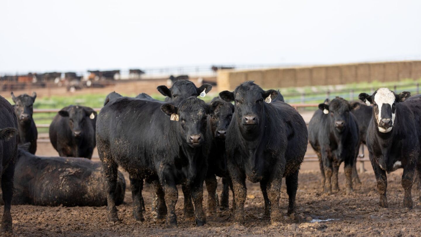 CAB Insider: Market Update Jan. 14 - Drovers