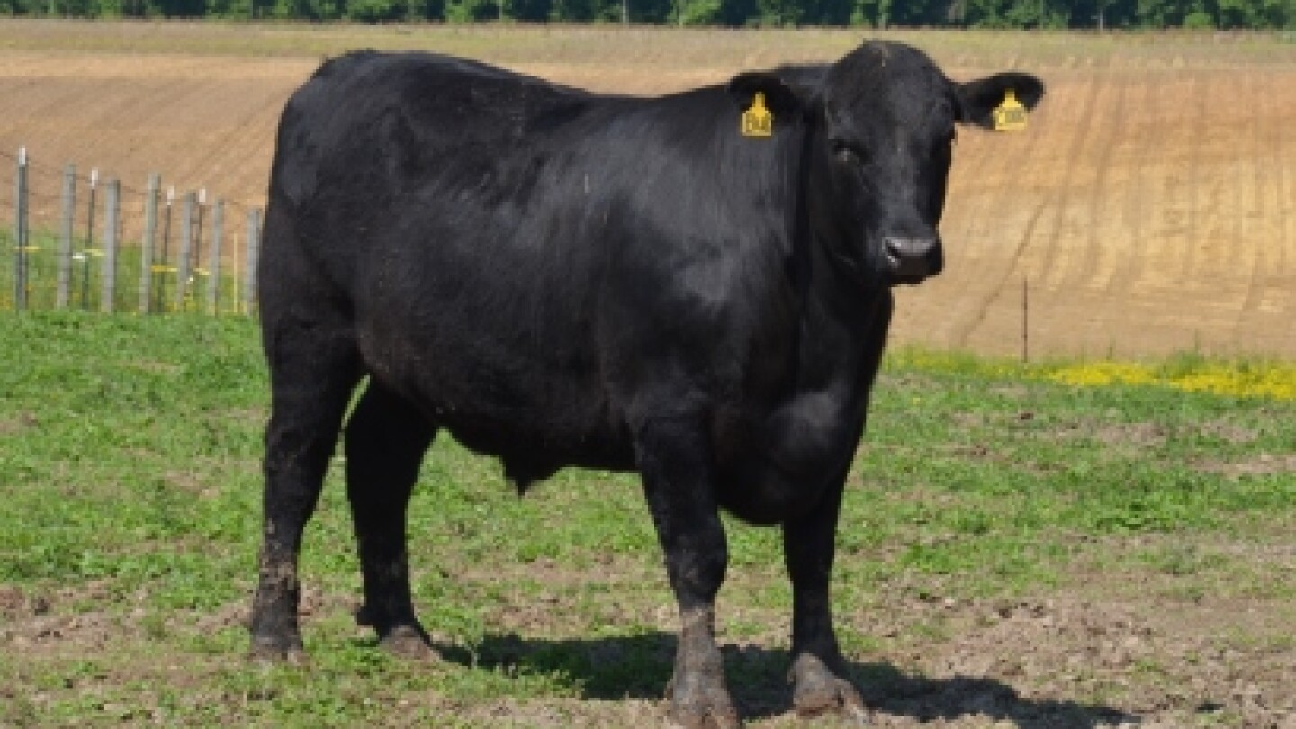 How Many Pounds of Meat to Expect From A Beef Animal? - Drovers