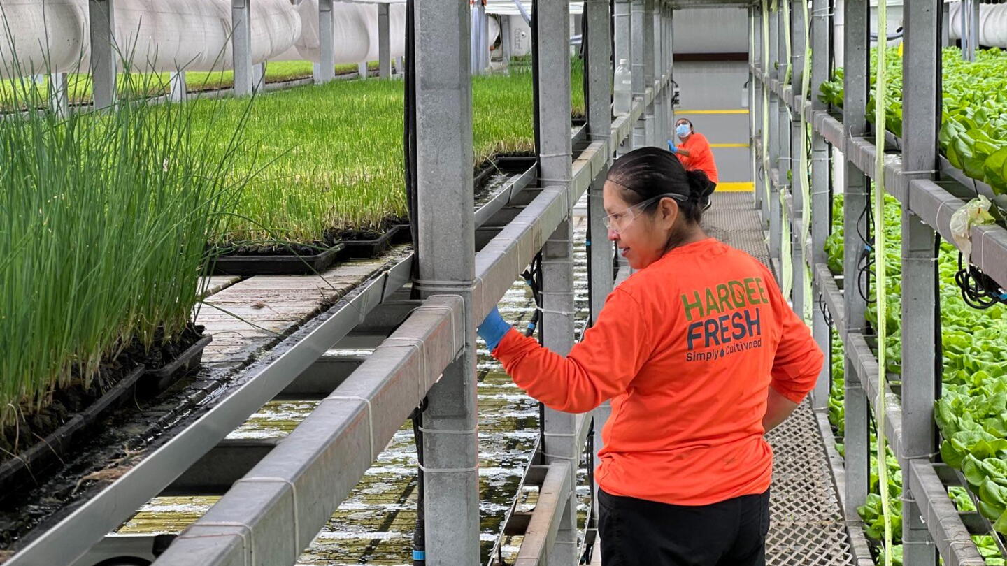 Fair Food Program certifies its first vertical farm, Hardee Fresh - The ...