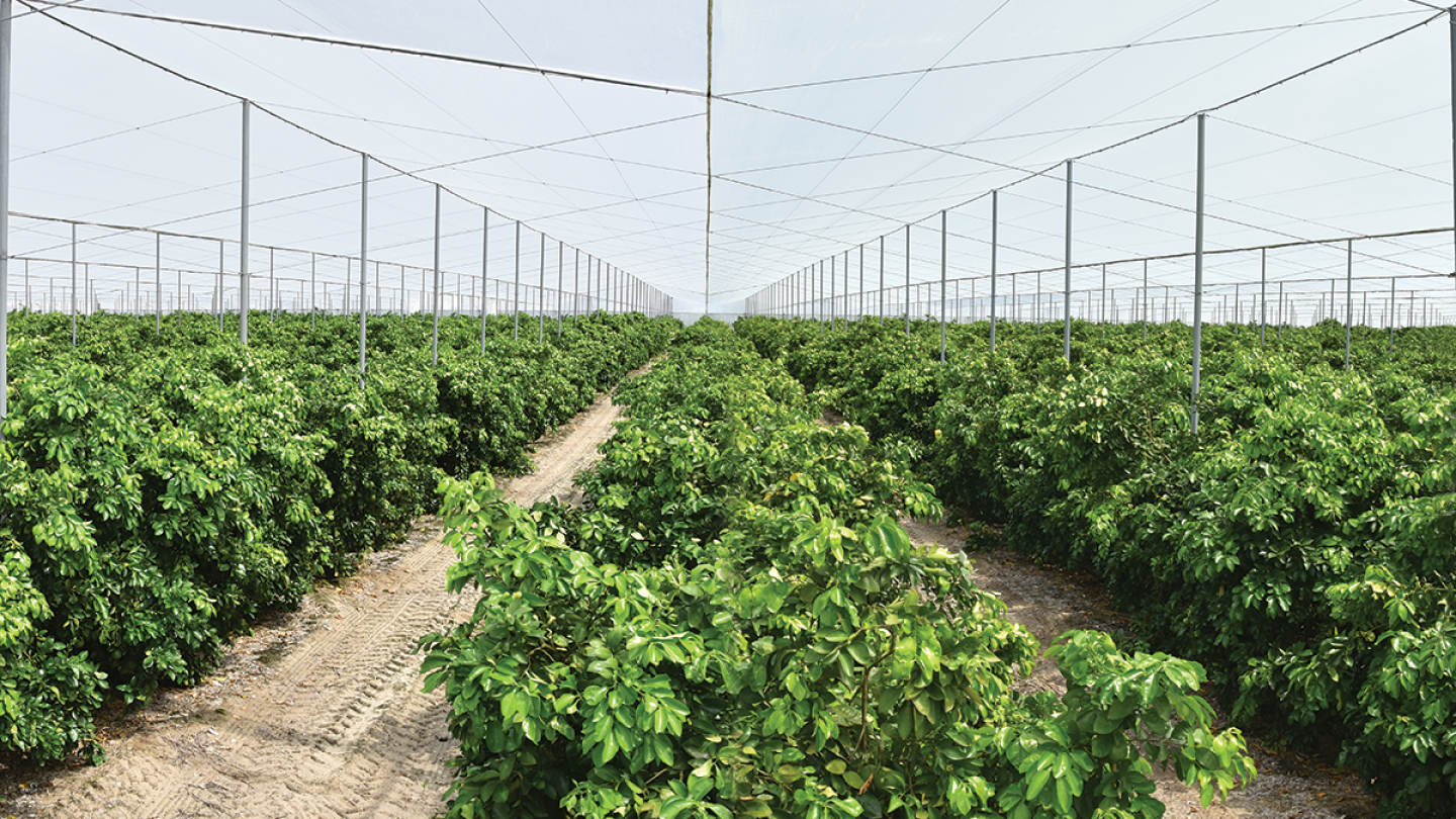 Florida citrus crop expected to top last year’s - The Packer