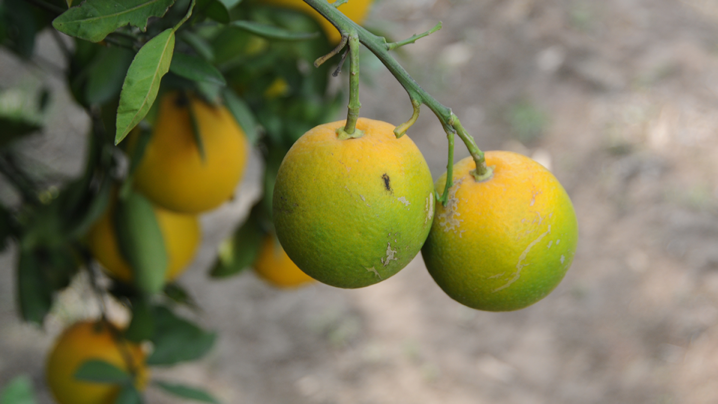 Florida orange forecast could be lowest in 95 years - The Packer