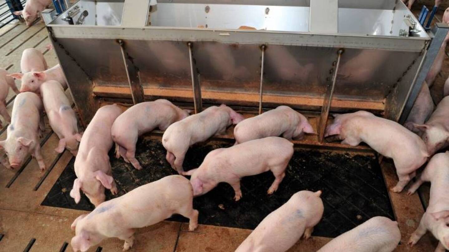 USDA Hogs and Pigs Report: Is This a Defining Moment for the Pork ...