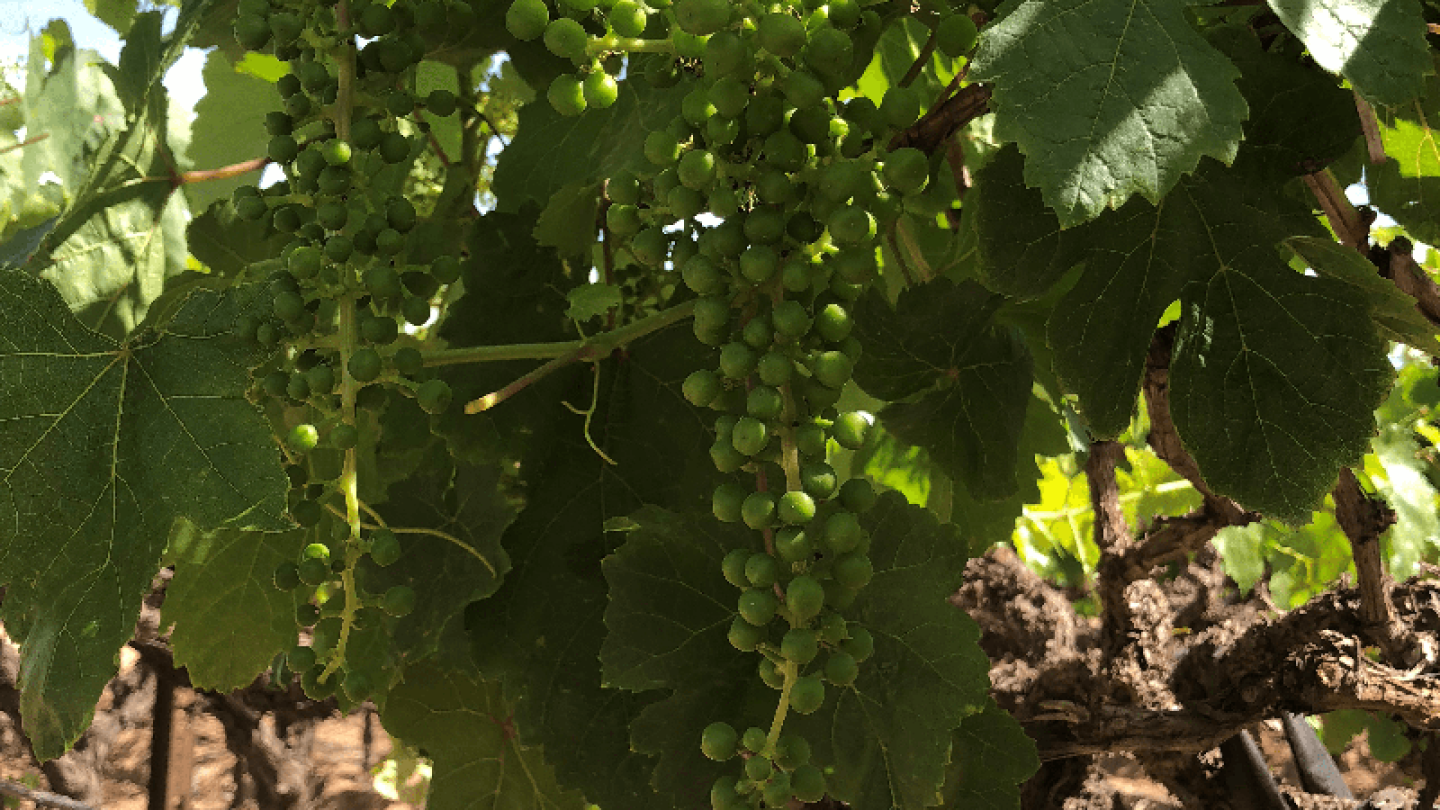 USDA to buy $30 million of U.S. grapes - The Packer