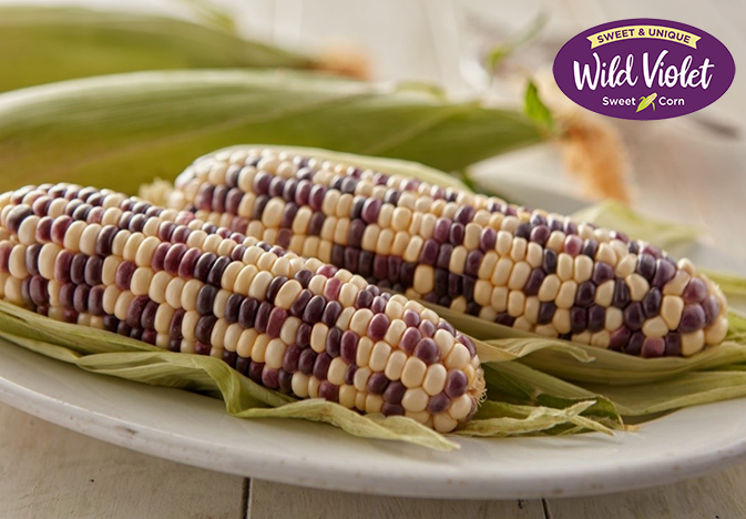 wild corn