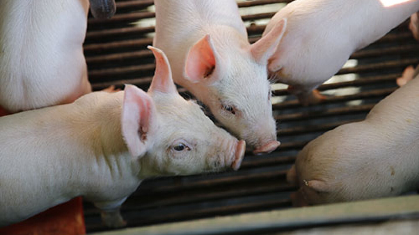 Pain and Inflammation Reduction Yields Promising Results for Pigs ...