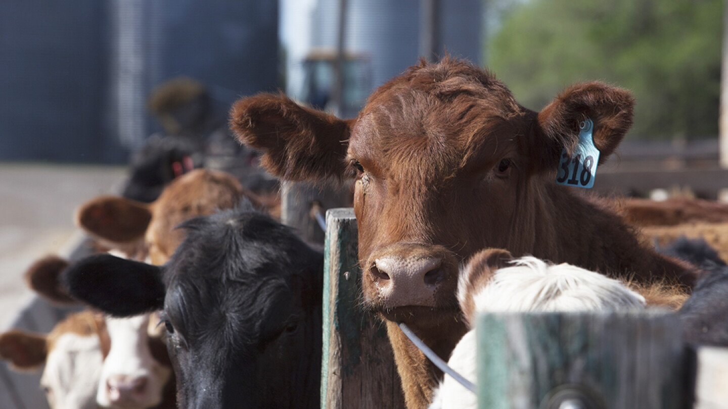 Profit Tracker: Packer/Feeder Margin Spread Down 50% - Pork Business