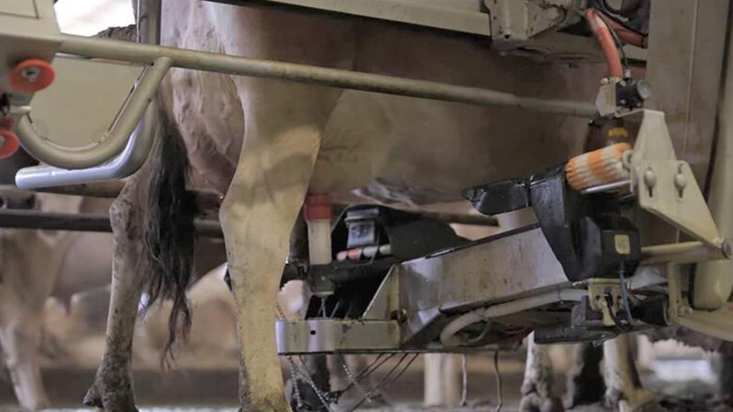 Do Trained Heifers Really Perform Better With Robots? - Dairy Herd