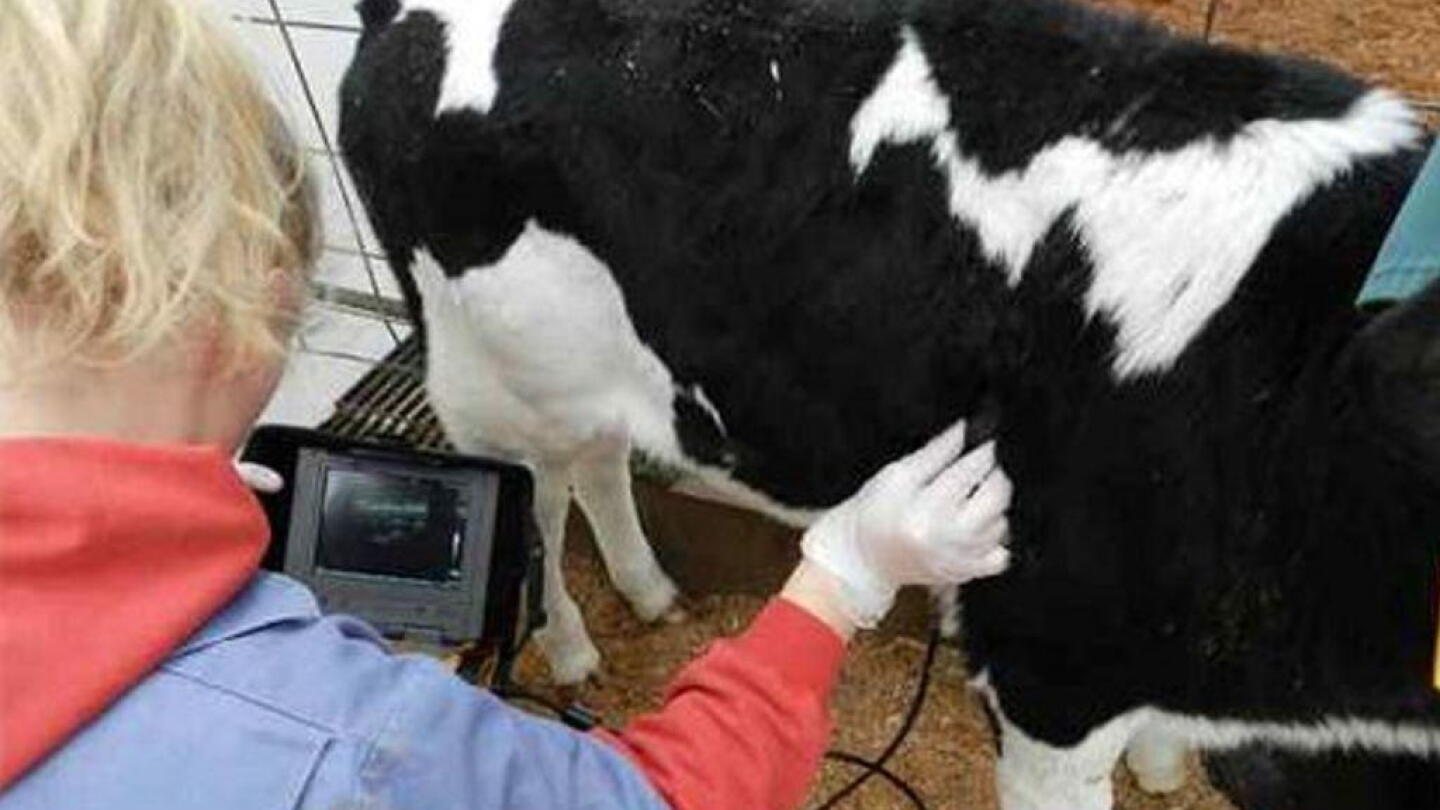 Hidden Pneumonia in Calves: Why More Dairies Use Ultrasound to Catch ...