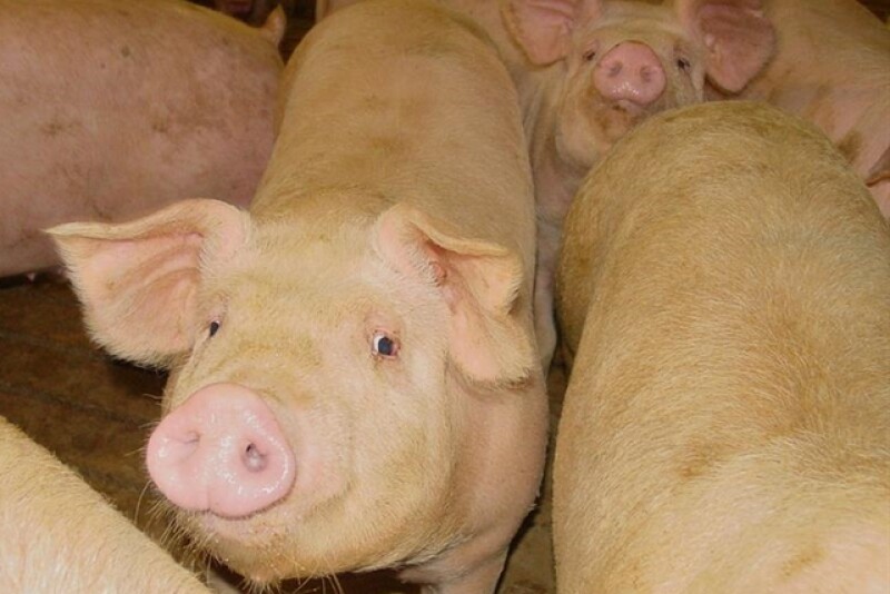 CAFO Regulations Case Key Decision for Agriculture - AgWeb