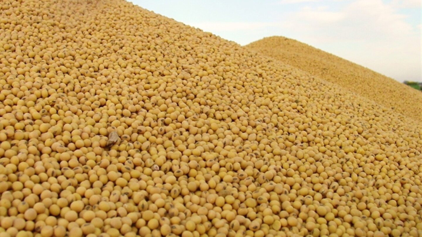 How to Replace Soybean Meal in Cow Diets as Grain Prices Push Higher ...