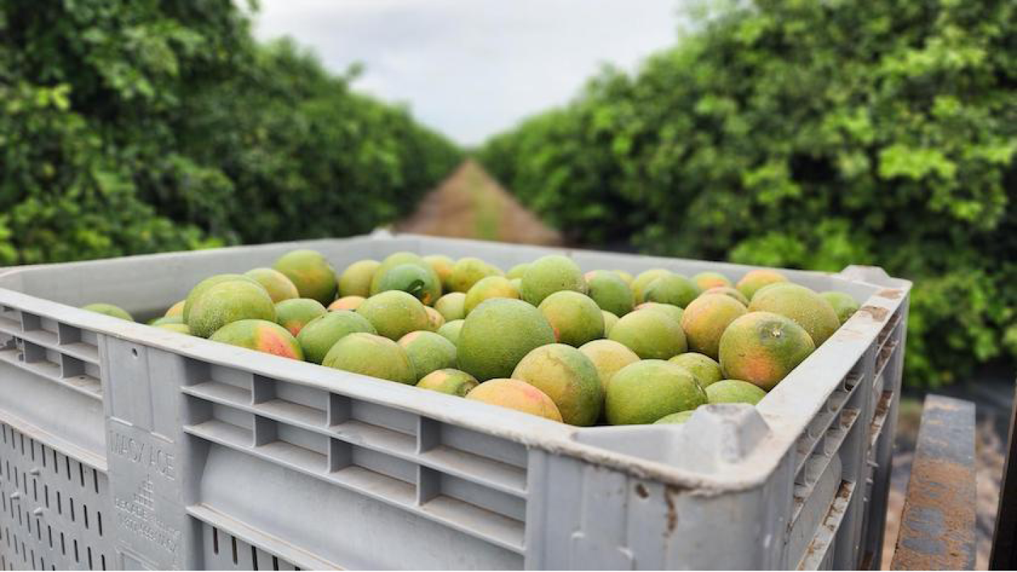 What's expected for Texas citrus production in 2023-24 season - The Packer