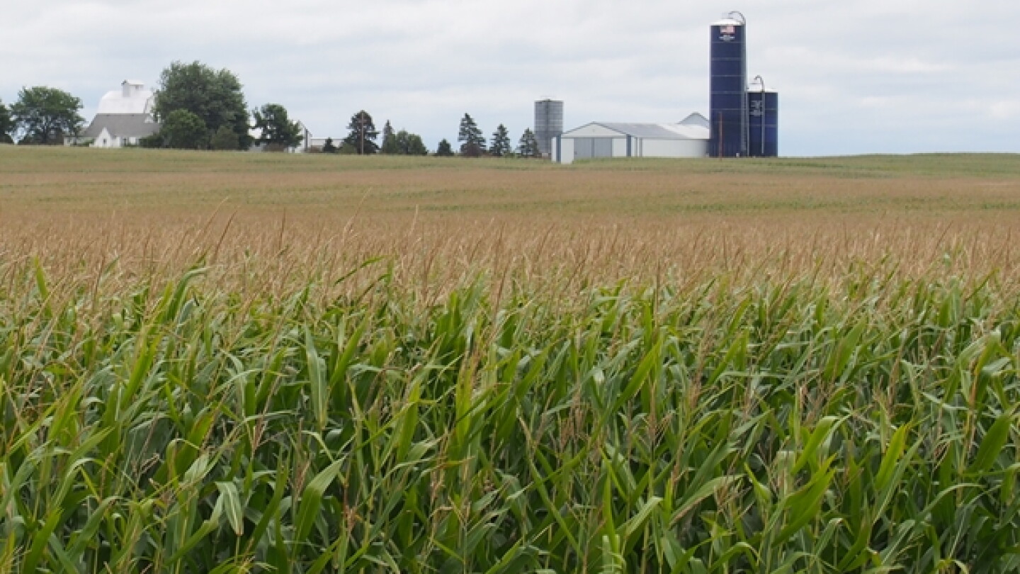 Minnesota Cropland Cash Rent Down 2% - AgWeb