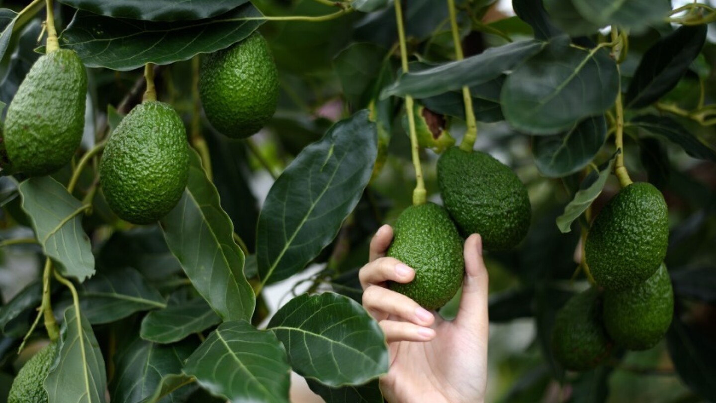 U.S. suspends Mexican avocado imports, a nearly $3B industry - The Packer