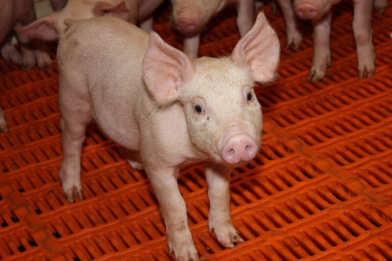 New Pig Study Could Improve Human Vaccine Development - Pork Business