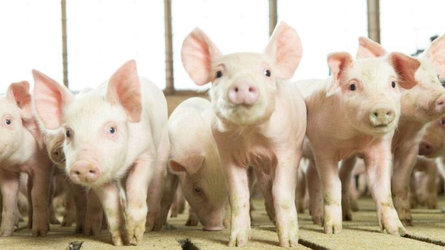 What are the Top 4 States in Hog Production in the U.S.? - Pork Business