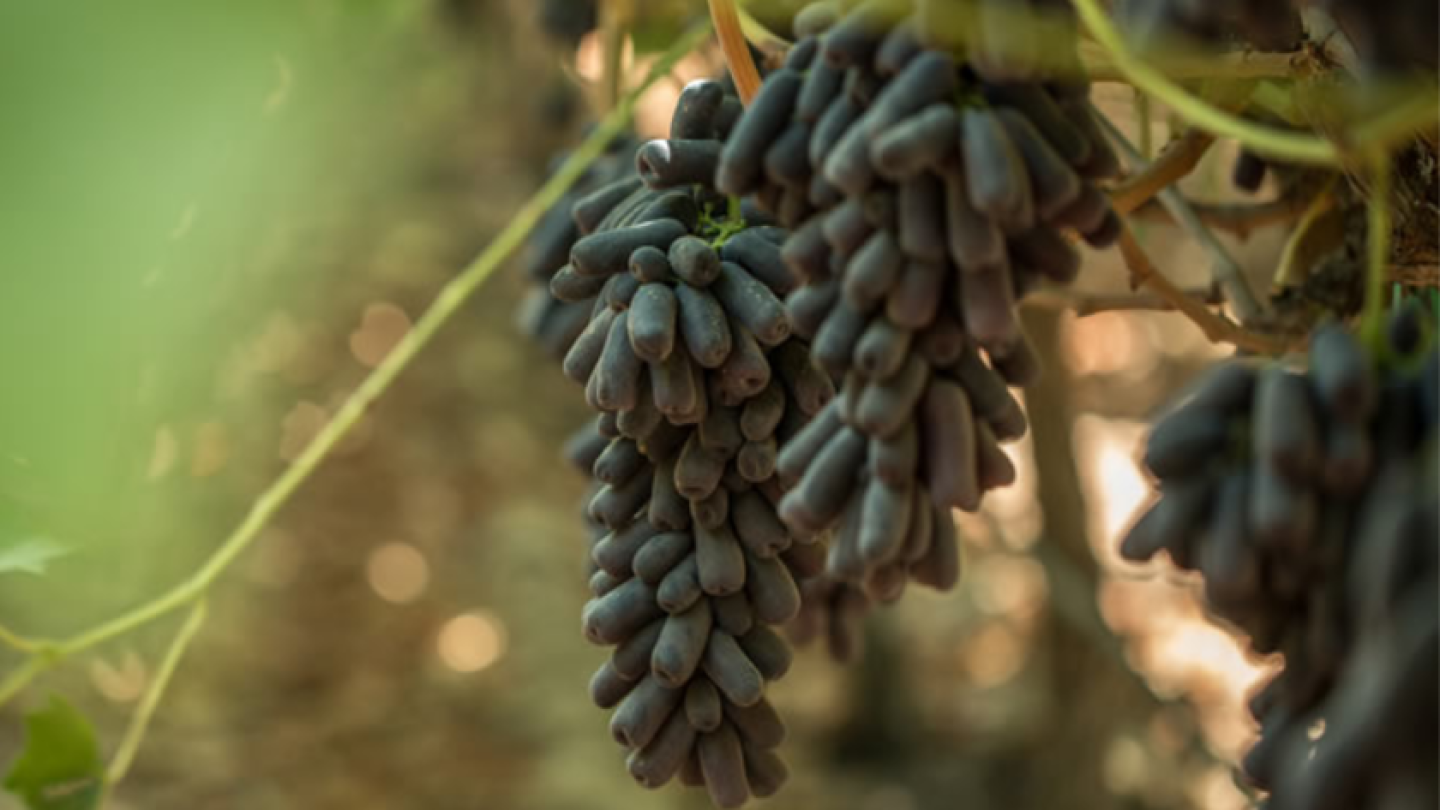 IFG sees table grape innovation sustaining consumer demand - The Packer
